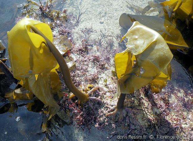 Laminaria ochroleuca | DORIS