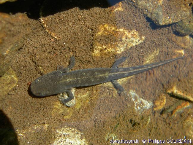 Calotriton asper | DORIS