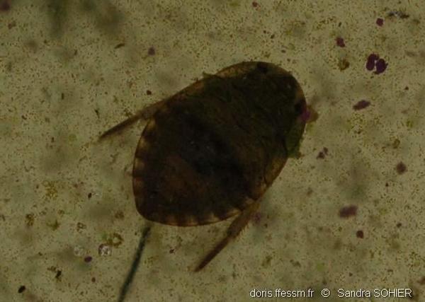 Ilyocoris cimicoides | DORIS