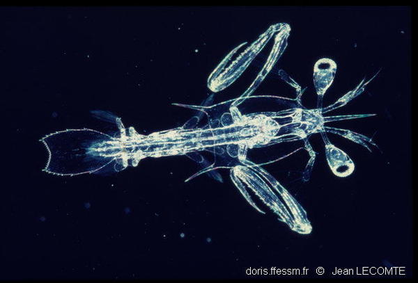 Squilla mantis | DORIS