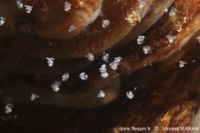 Crepidula fornicata | DORIS