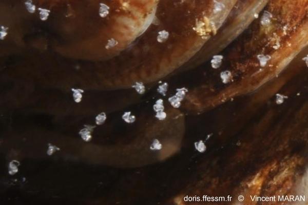 Crepidula fornicata | DORIS