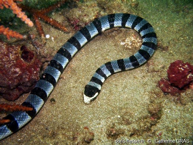 Laticauda laticaudata | DORIS