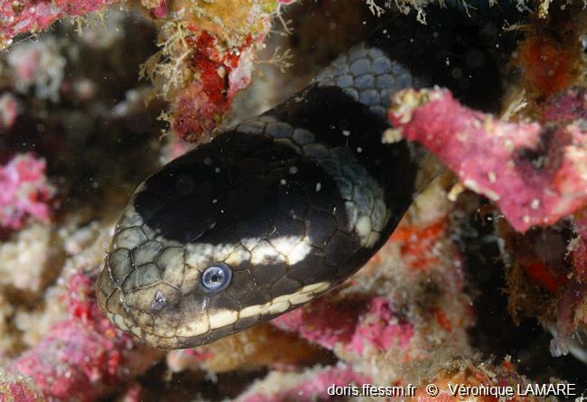 Laticauda laticaudata | DORIS