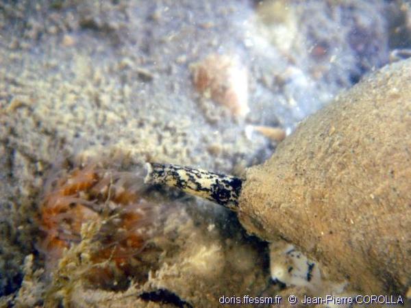 Buccinum undatum | DORIS