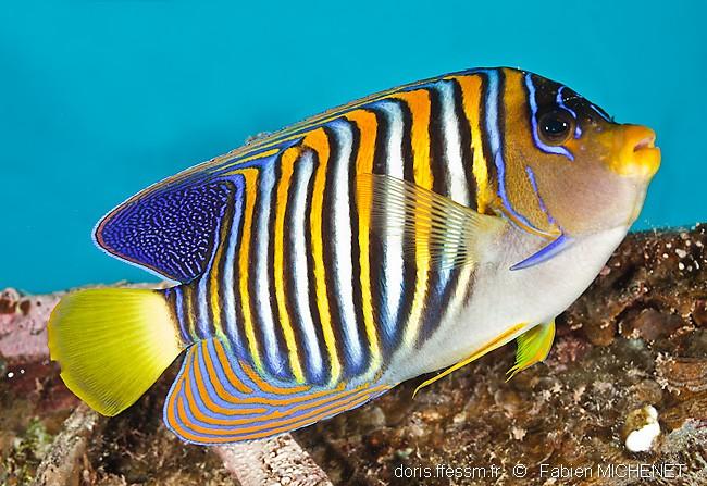 Pygoplites diacanthus | DORIS