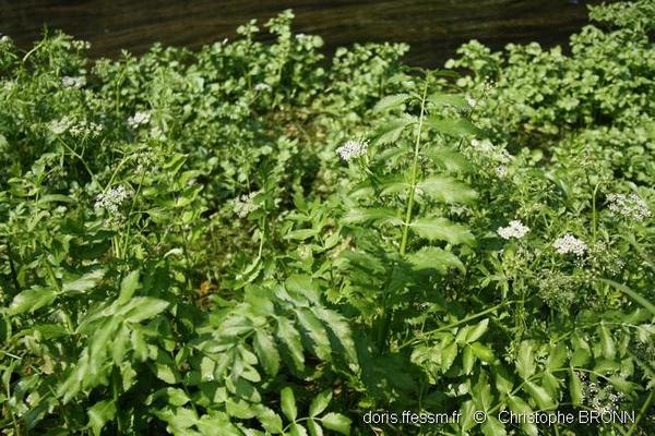 Berula erecta | DORIS