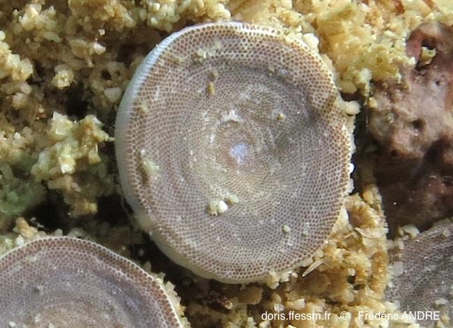 Marginopora vertebralis | DORIS