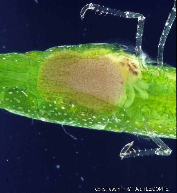 Hippolyte inermis | DORIS