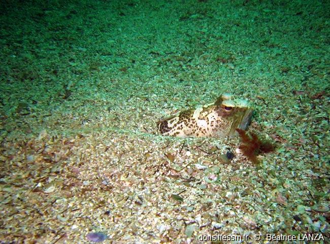 Trachinus radiatus | DORIS