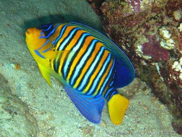 Pygoplites diacanthus | DORIS