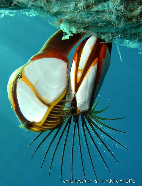 Lepas (Anatifa) anatifera | DORIS