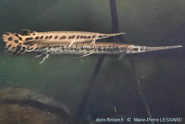 Lepisosteus osseus | DORIS
