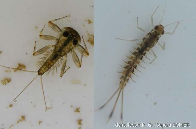Ephemeroptera (ordre, larves) | DORIS