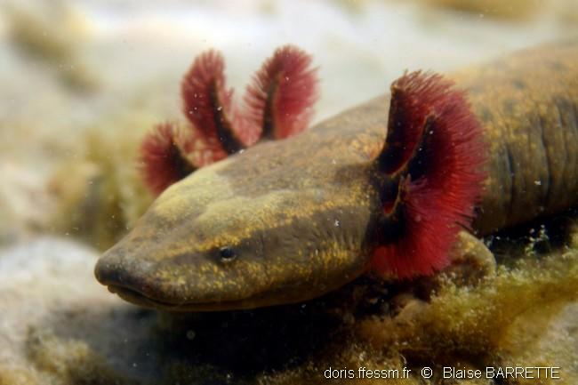 Necturus maculosus | DORIS