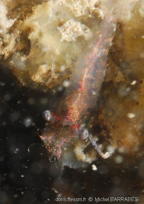 Eualus occultus | DORIS