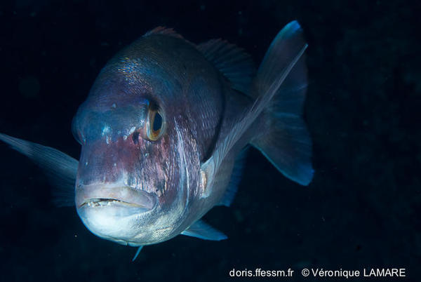 Pagrus pagrus | DORIS