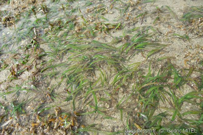 Cymodocea rotundata | DORIS