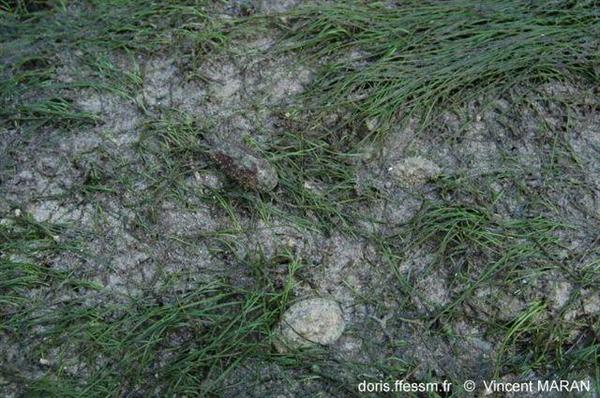 Halodule pinifolia | DORIS