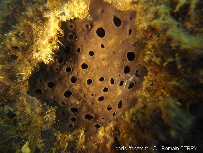 Spheciospongia vesparium | DORIS
