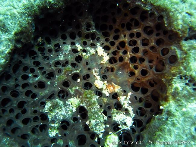 Spheciospongia vesparium | DORIS