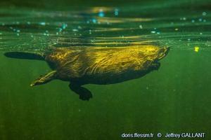 Castor canadensis | DORIS