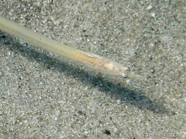 Ophisurus serpens | DORIS