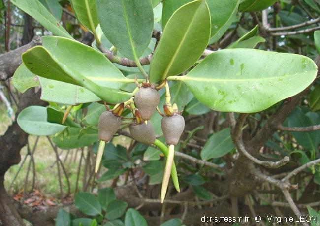 Rhizophora stylosa | DORIS