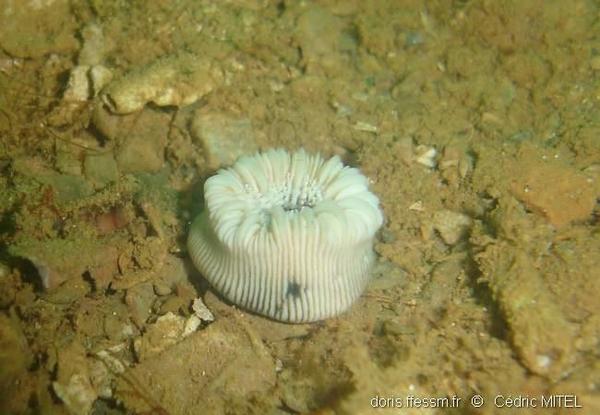 Heterocyathus aequicostatus | DORIS