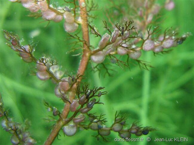 Utricularia vulgaris | DORIS