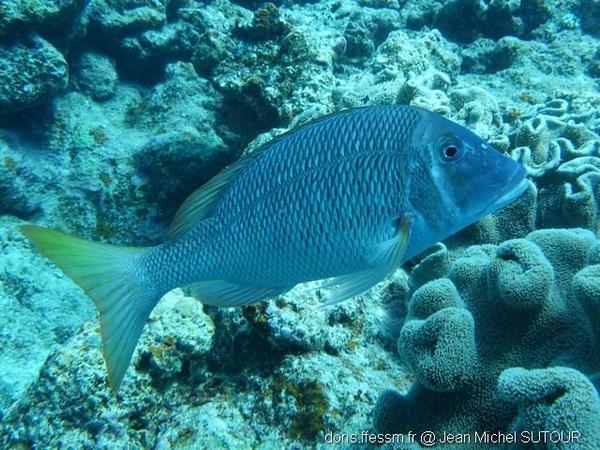 Lethrinus laticaudis | DORIS