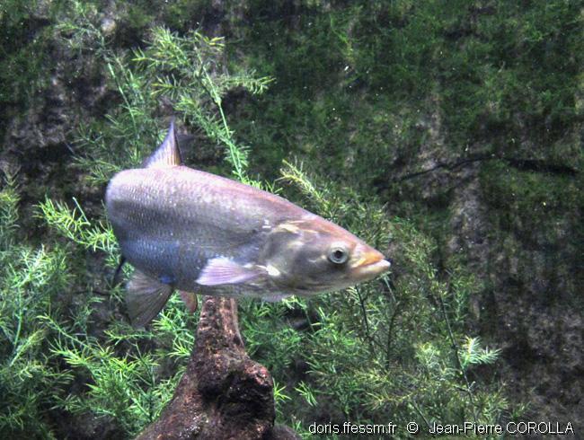 Leuciscus aspius | DORIS
