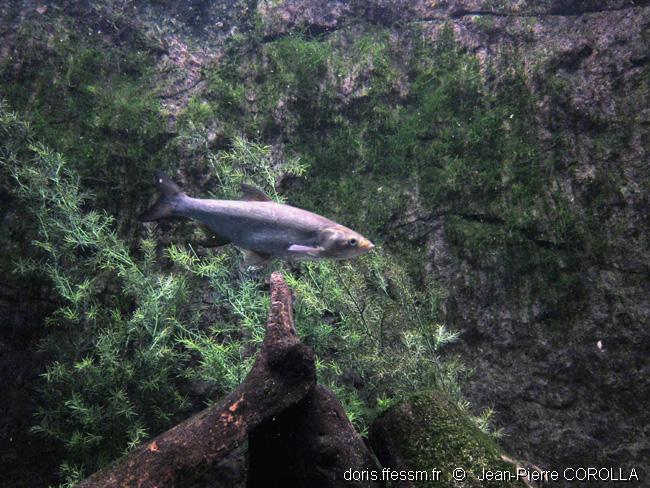 Leuciscus aspius | DORIS