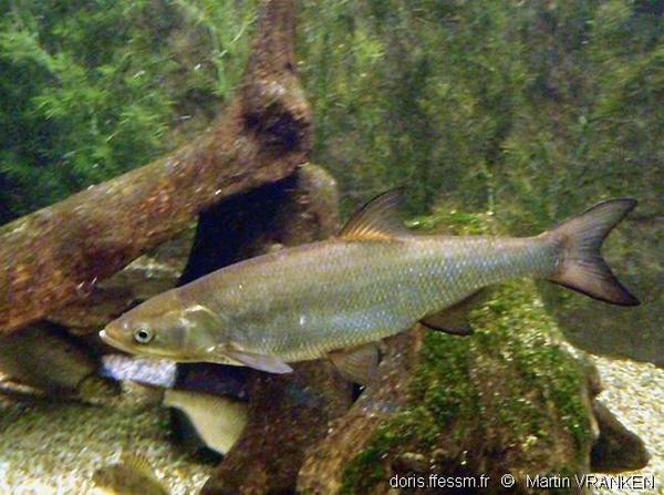 Leuciscus aspius | DORIS