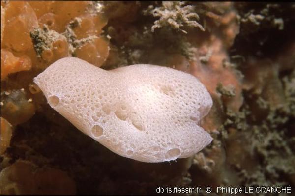 Leuconia nivea | DORIS