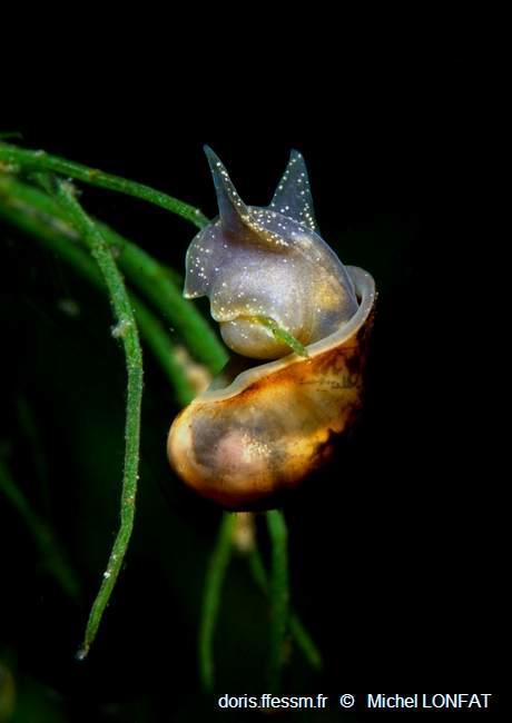 Radix auricularia | DORIS