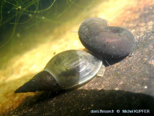 Lymnaea stagnalis | DORIS