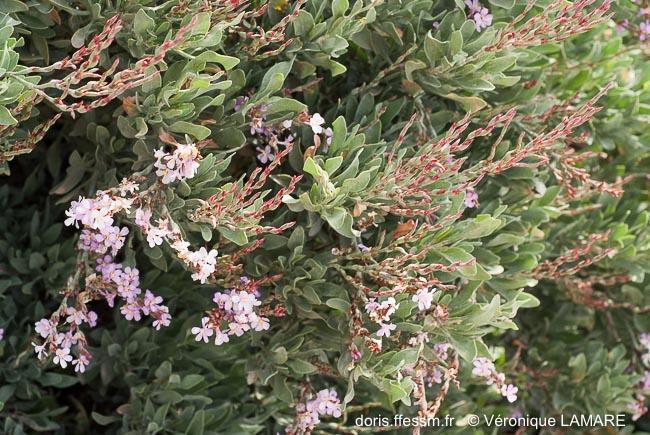 Limoniastrum monopetalum | DORIS