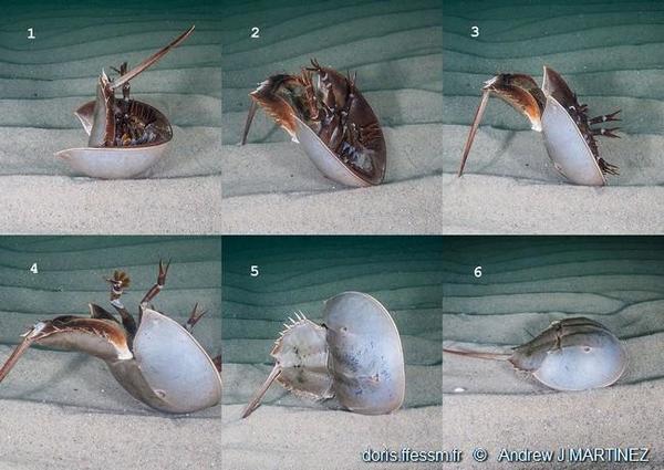 Limulus polyphemus | DORIS