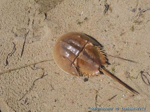 Limulus polyphemus | DORIS