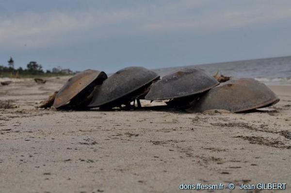 Limulus polyphemus | DORIS