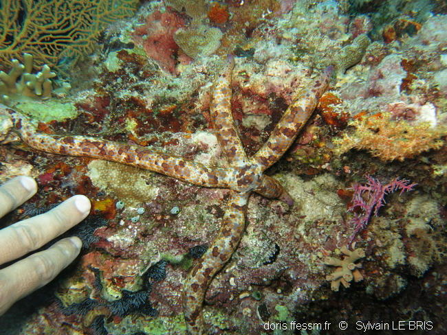 Linckia multifora | DORIS