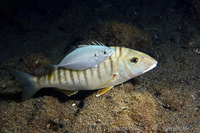 Lithognathus Mormyrus DORIS Lithognathus Mormyrus DORIS