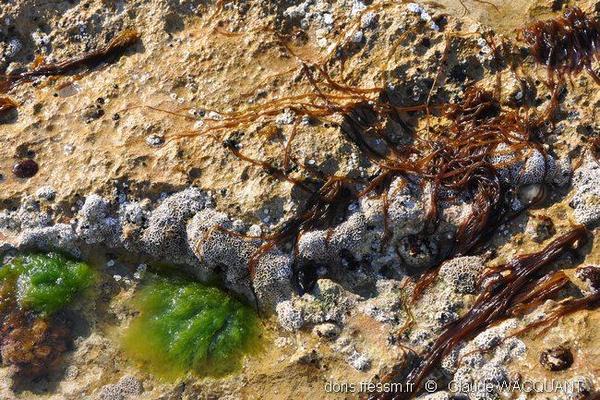 Lithophyllum byssoides | DORIS