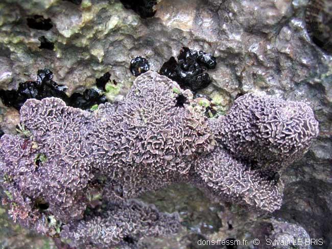 Lithophyllum byssoides | DORIS