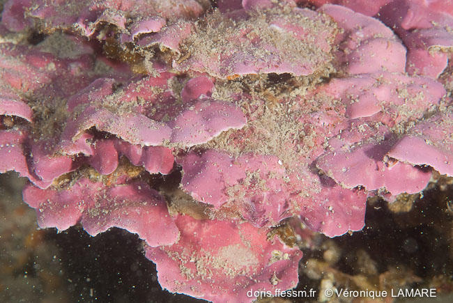 Lithophyllum stictiforme | DORIS