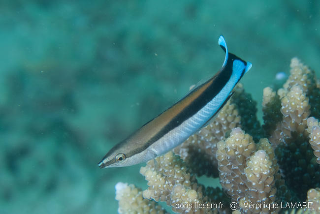 Labroides dimidiatus | DORIS