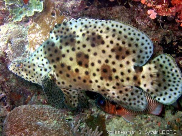 Cromileptes altivelis | DORIS