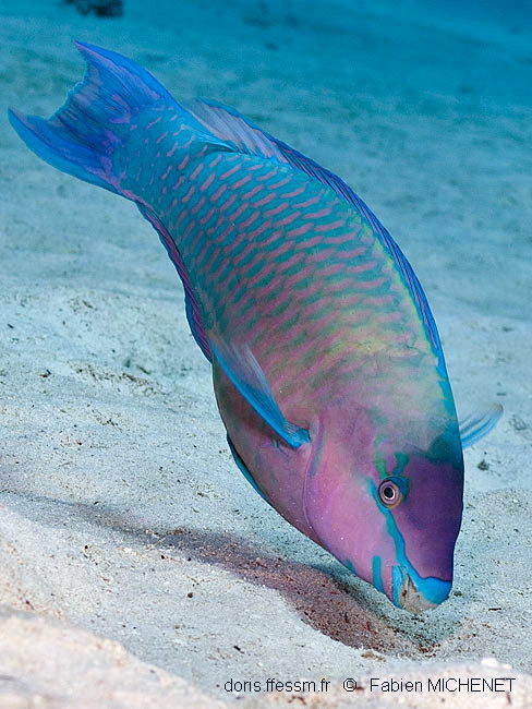 Scarus psittacus | DORIS