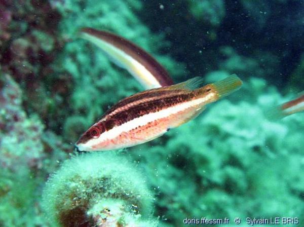 Symphodus doderleini | DORIS